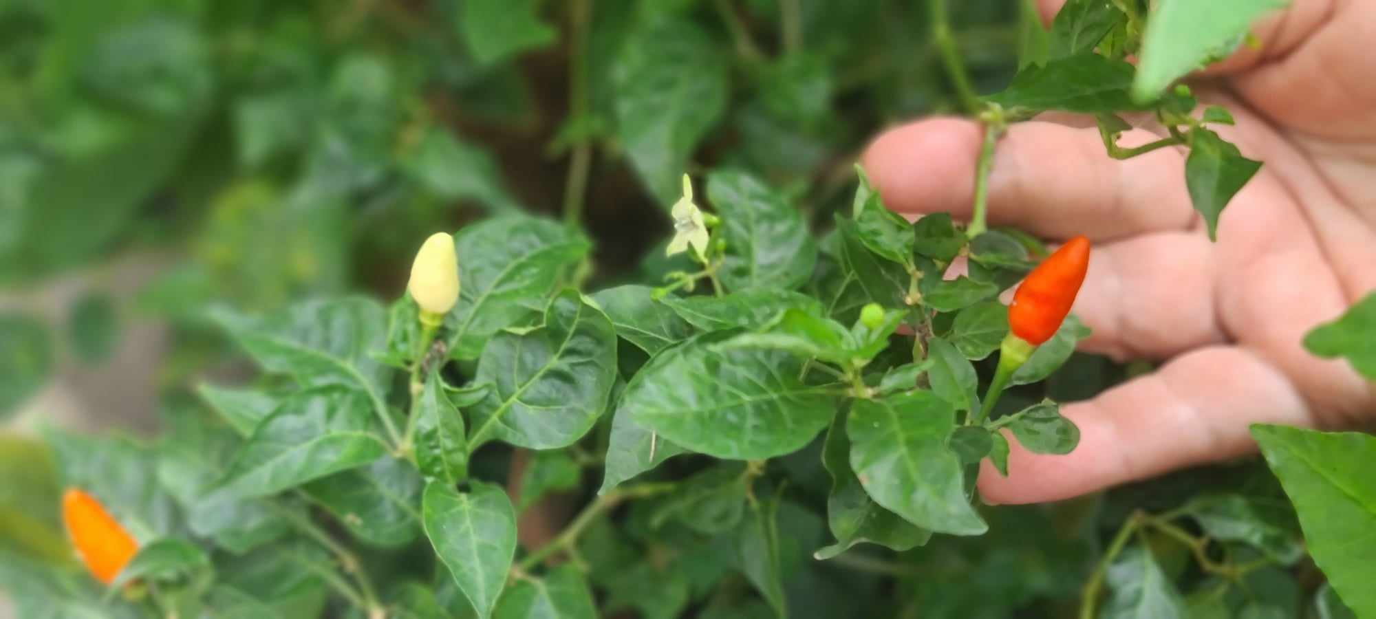 The Chili in everyone’s kitchen and the Manila Galleon Trade - Dang's Notes