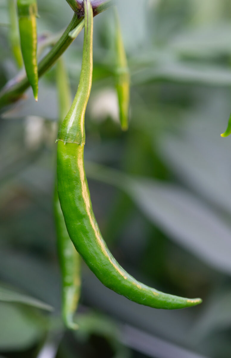 The Chili in everyone’s kitchen and the Manila Galleon Trade - Dang's Notes